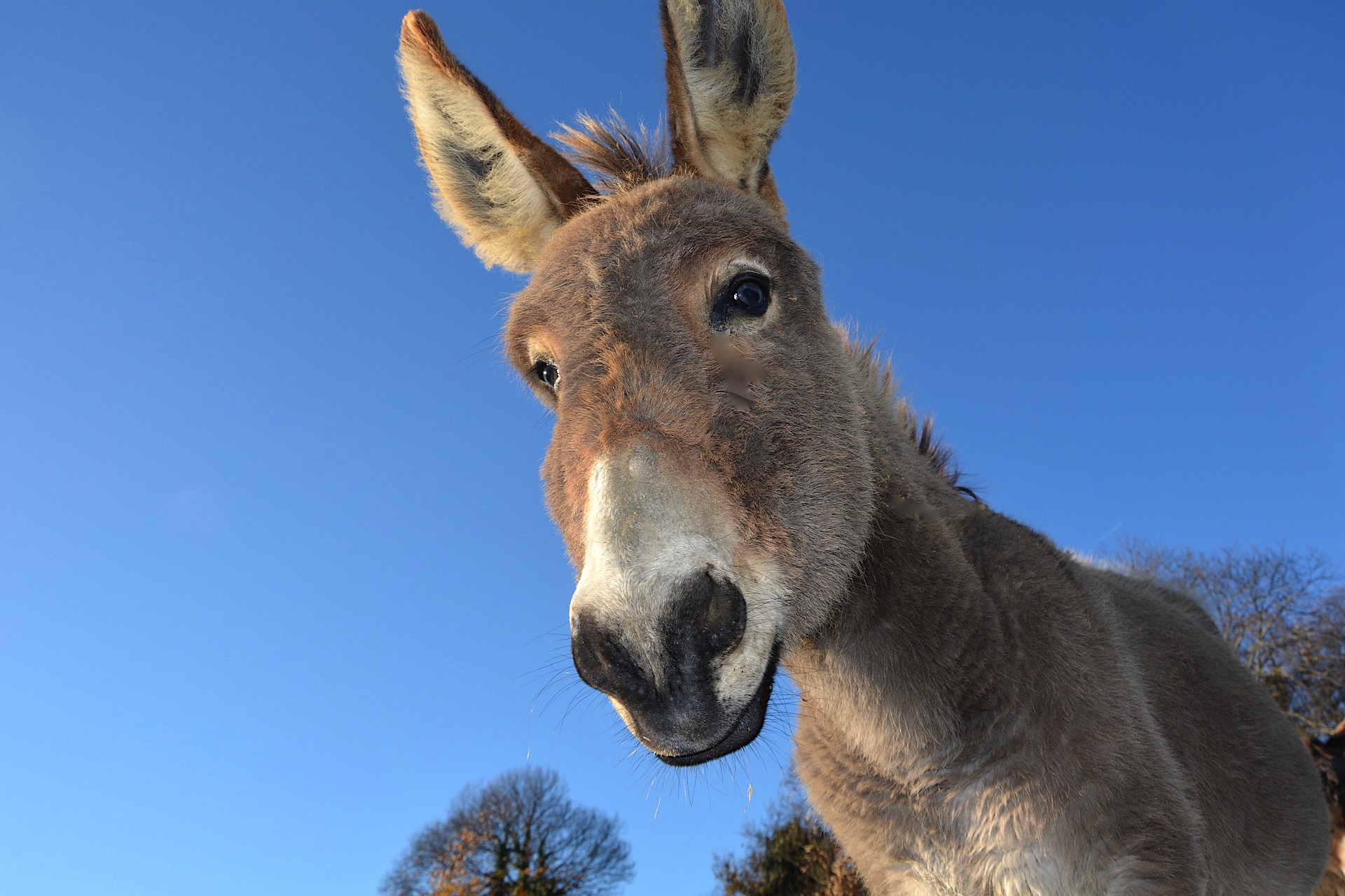 Das Esels-Ei * Elkes Kindergeschichten