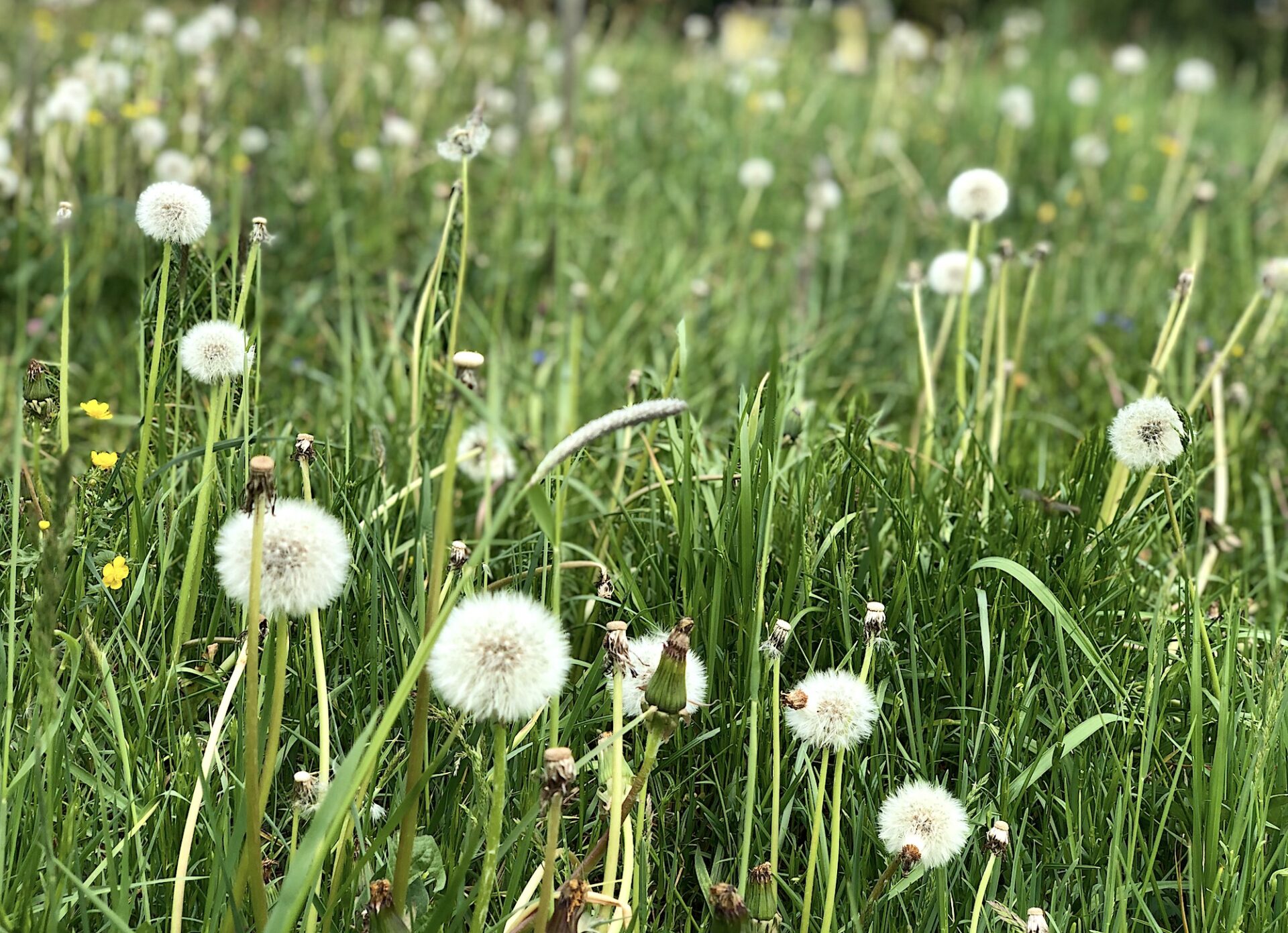 Puste Pusteblumen * Elkes Kindergeschichten